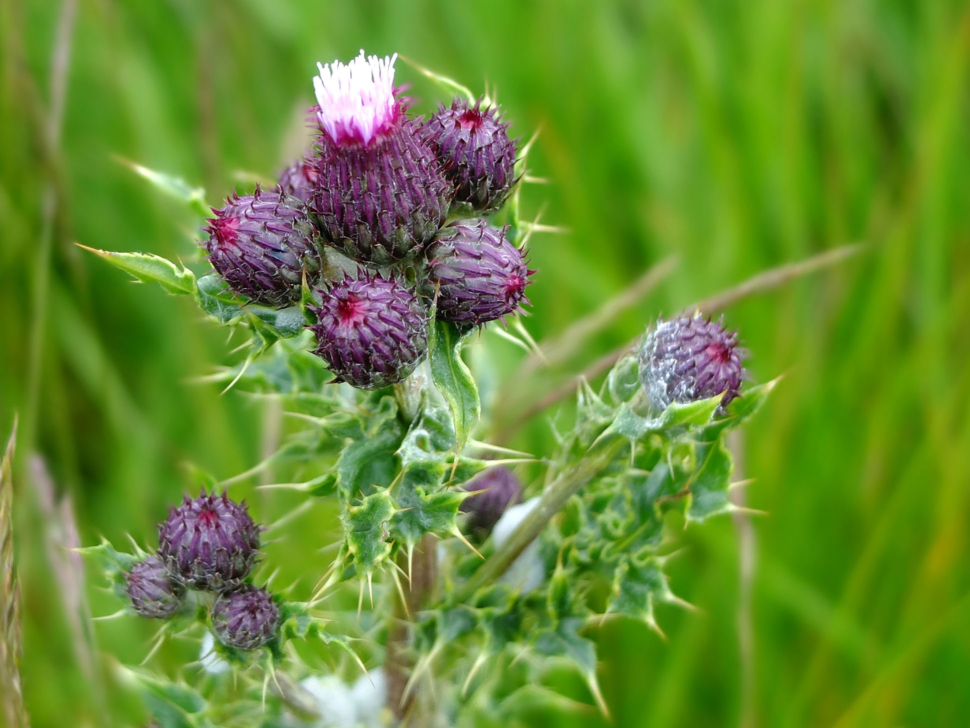 Creeping thistle - A Year in Beadnell